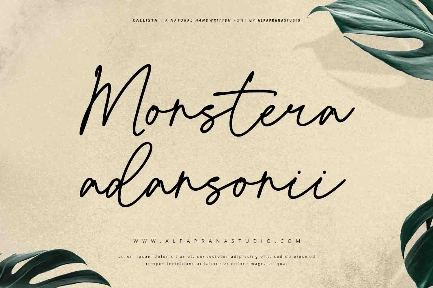 Callista - Signature Font - Alpaprana Studio